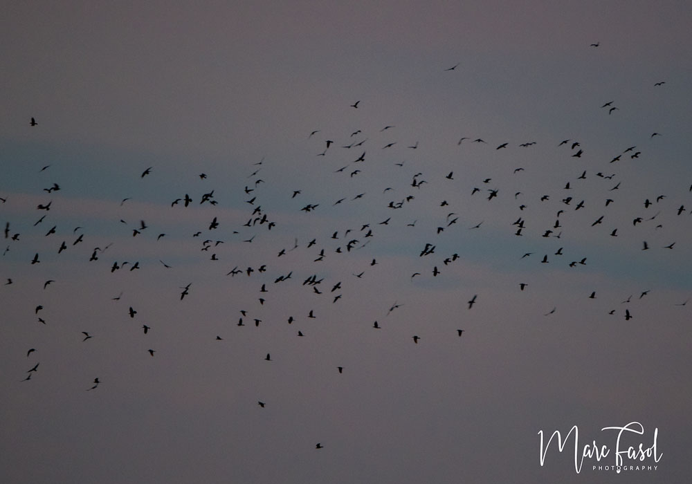 Un dortoir "géant" de Grands Corbeaux dans la forêt de Saint-Hubert ...