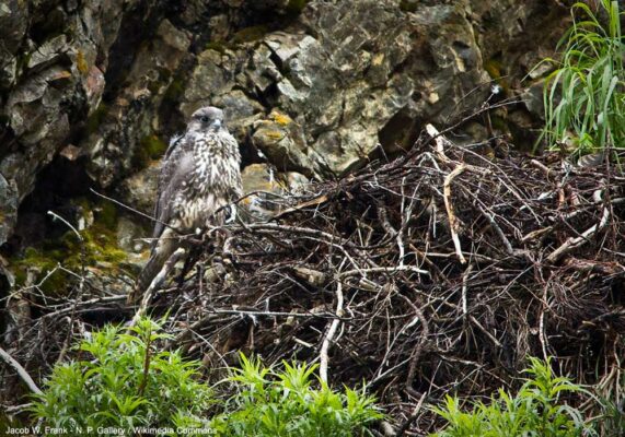 Premier cas documenté de prédation d'un Autour des palombes sur de ...