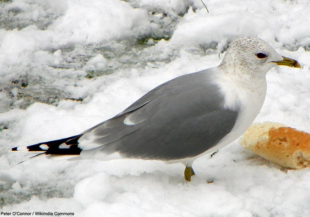 Identifier le Goéland cendré de Russie, un nouveau "défi" pour les ...