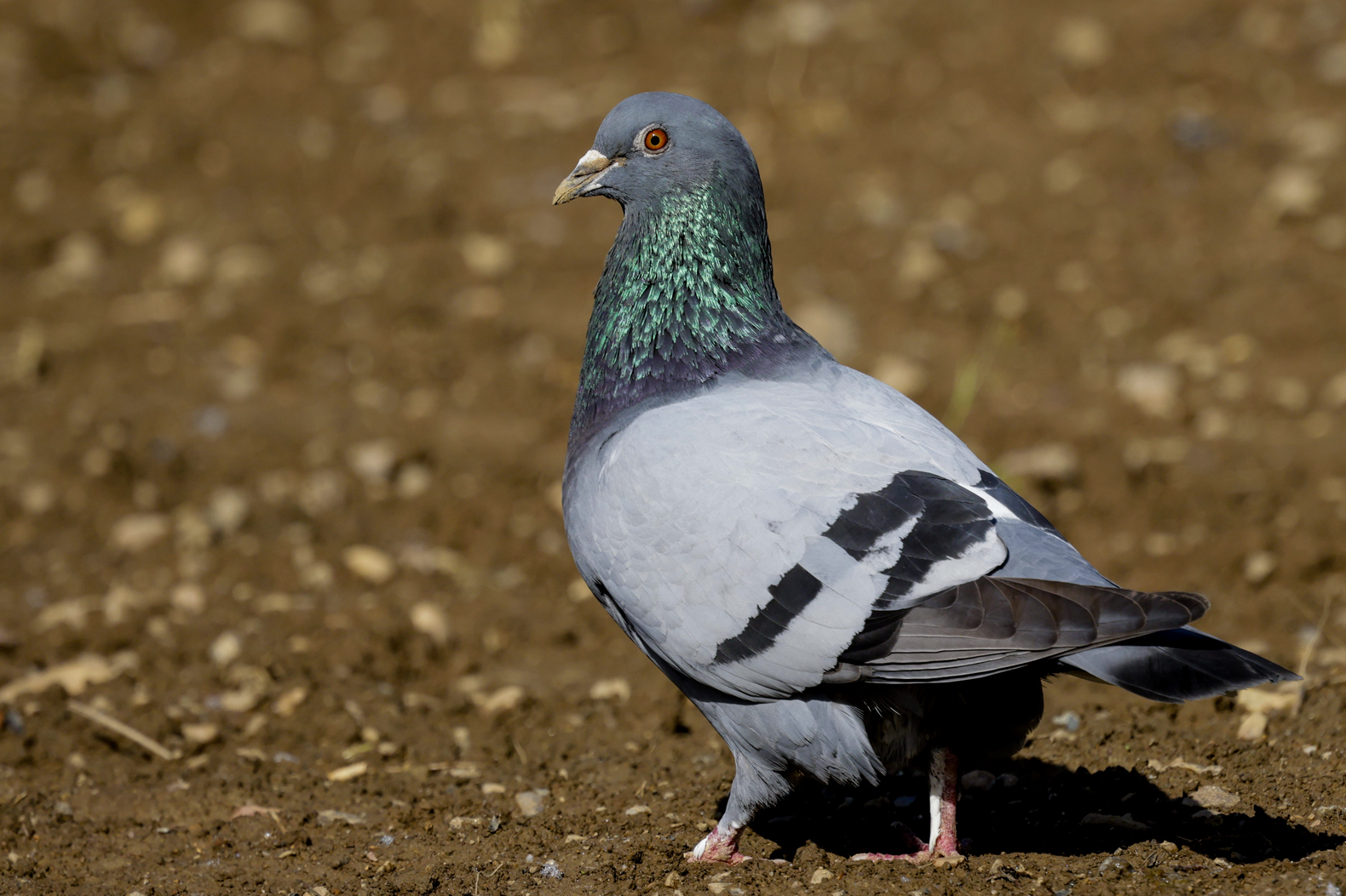Pigeon Biset Sauvage – Pigeon Biset Ramier – MGNAR