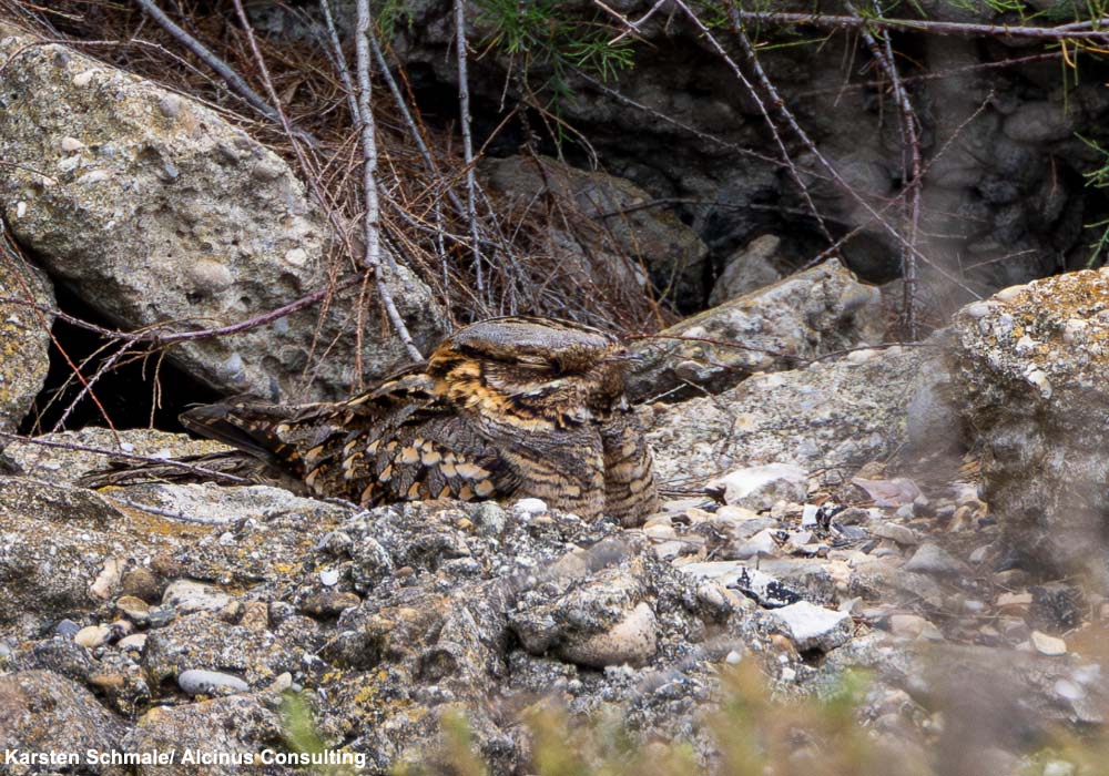 Observation d'un Engoulevent à collier roux en Camargue en avril 2024 ...