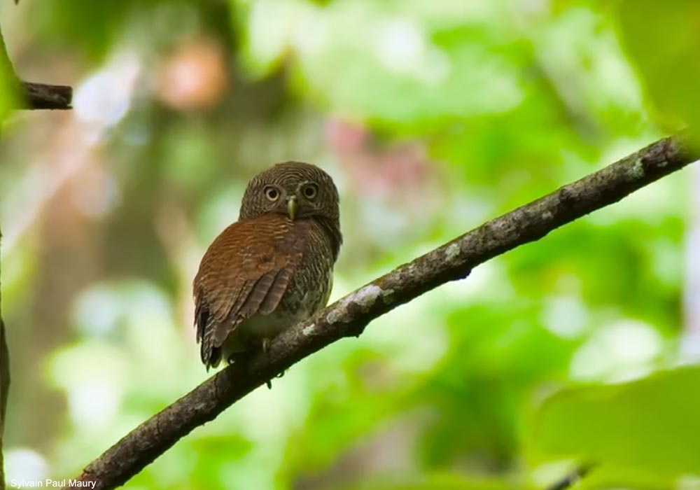 Le test sur le terrain de la longue-vue Kowa TSN-66A Prominar et de ...