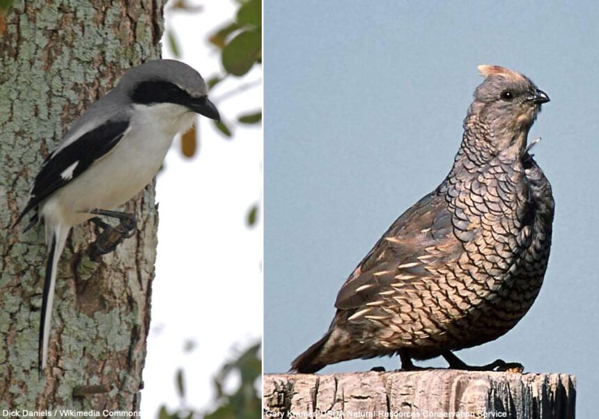 Des Pies-grièches migratrices tuent et mangent des Colins écaillés au ...