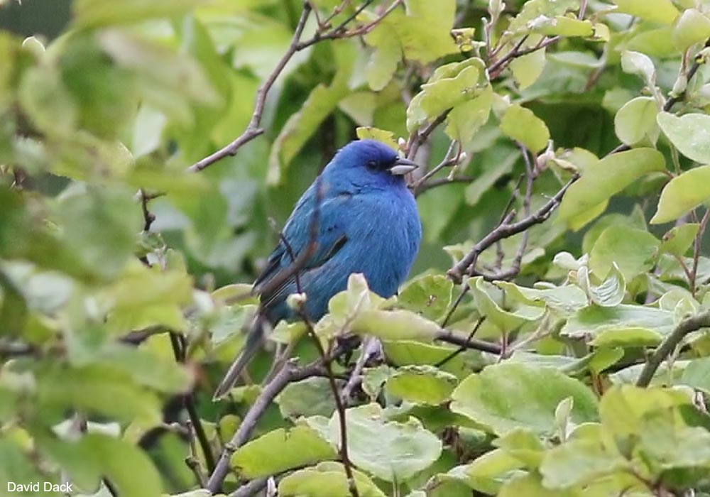 Un oiseau rare à la mangeoire : un Passerin indigo dans un jardin ...