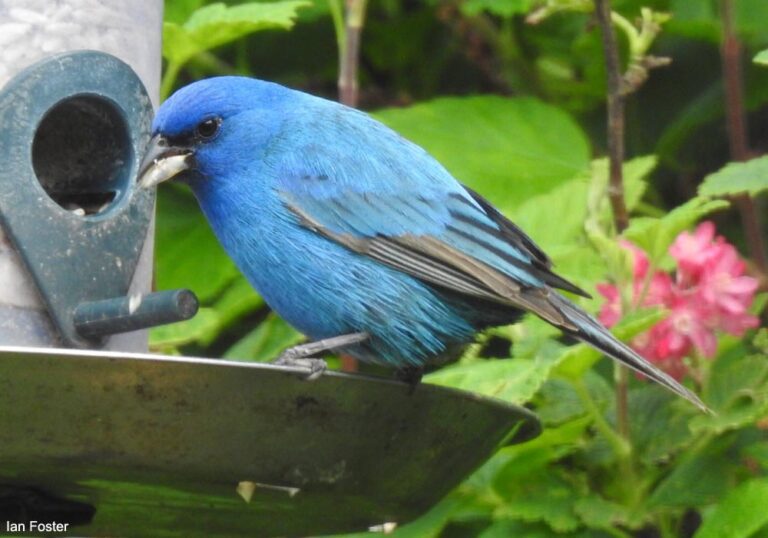 Un oiseau rare à la mangeoire : un Passerin indigo dans un jardin ...