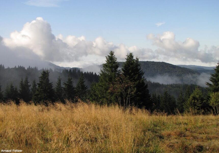Observer les oiseaux dans la réserve naturelle des Ballons comtois ...