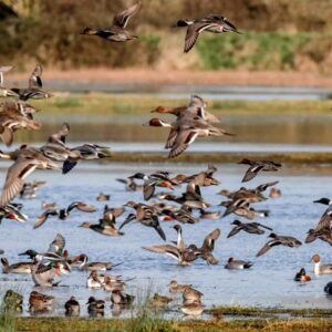 Ornithomedia.com | Le web de l'ornithologie