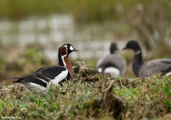 Une nouvelle voie de migration de la Bernache à cou roux est-elle en ...