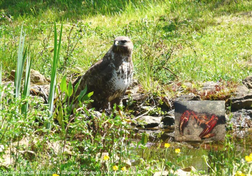 Premières preuves documentées de prédation de la Buse variable sur l ...
