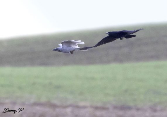 L'albinisme et le leucisme chez les oiseaux | Ornithomedia.com