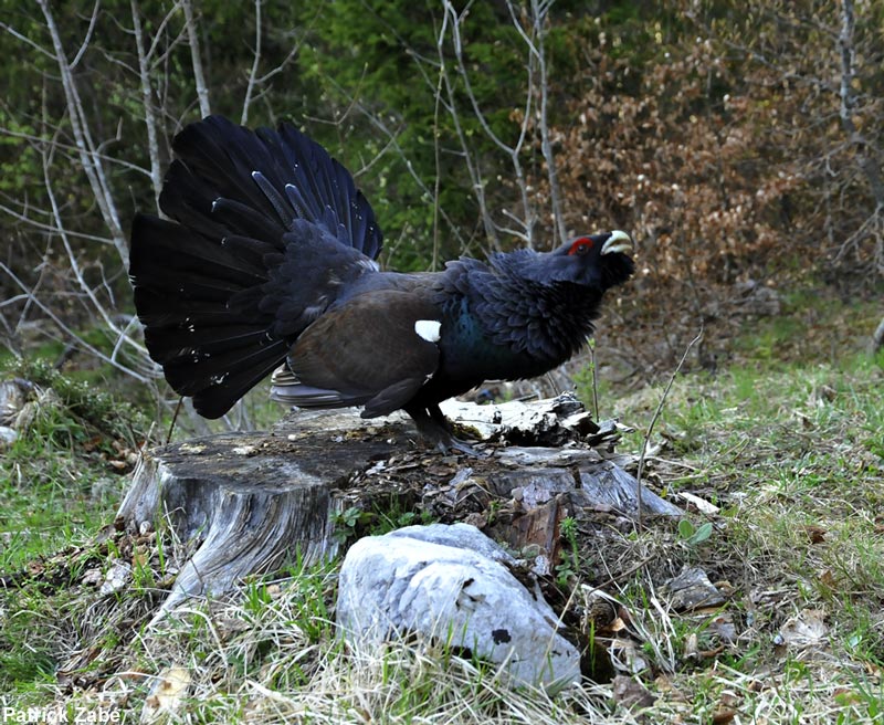 Le Grand Tétras en France au printemps 2019 : bilan en demi-teinte et ...