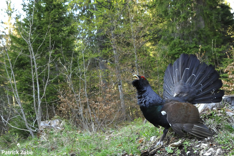 Le Grand Tétras en France au printemps 2019 : bilan en demi-teinte et ...