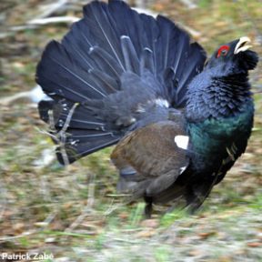 Le Grand Tétras en France au printemps 2019 : bilan en demi-teinte et ...