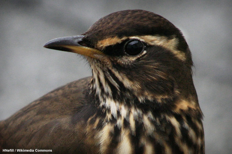 Comment identifier les Grives mauvis d'Islande ? | Ornithomedia.com