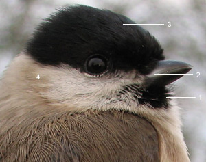 Distinguer les Mésanges nonnette et boréale | Ornithomedia.com