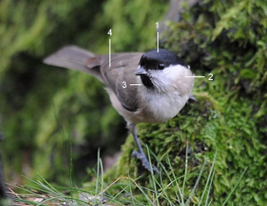Distinguer les Mésanges nonnette et boréale | Ornithomedia.com