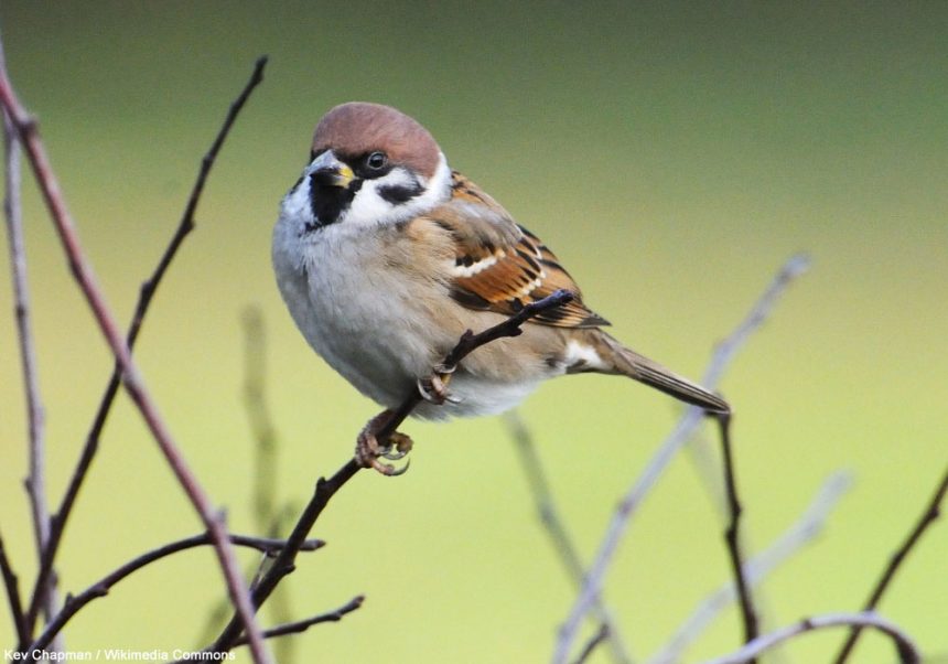 Comment peut-on aider le Moineau friquet ? | Ornithomedia.com
