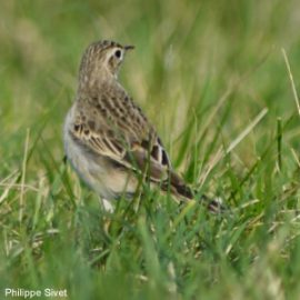 Le Pipit de Richard, un grand pipit à découvrir | Ornithomedia.com