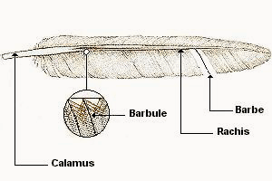 Avez-vous déjà remarqué les filoplumes qui dépassent sur la nuque de ...
