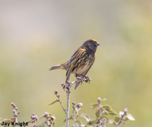Rencontre avec le Kétoupa brun dans le sud de la Turquie en avril 2019 ...